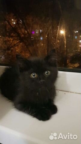 Котенок черный мальчик Пашка 2мес метис бобтейла