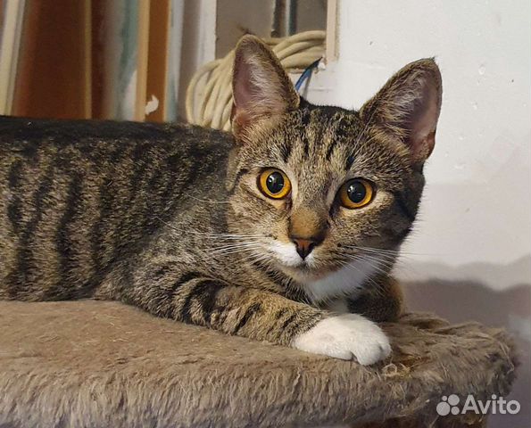 Котёнок