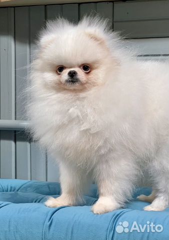 Шпиц белый щенок