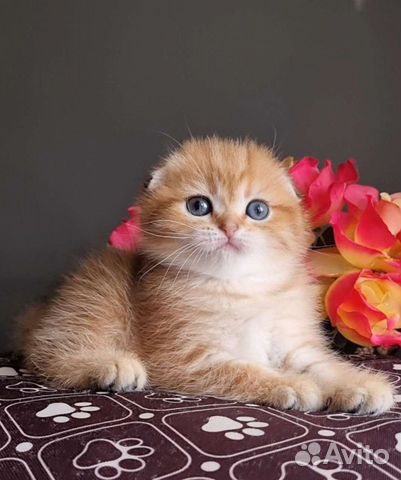 Золотой мальчик