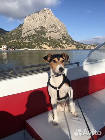 Вязка Парсон-рассел-терьер