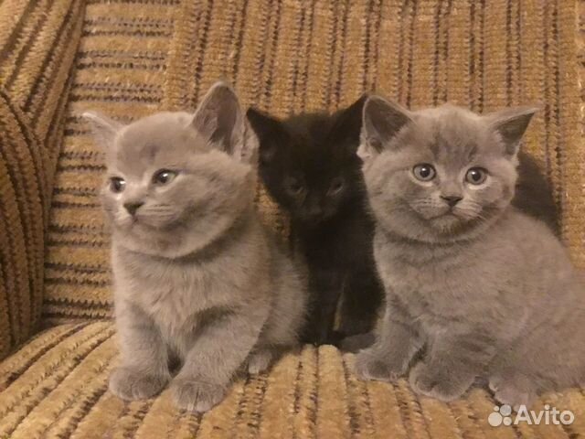 Продаю котят