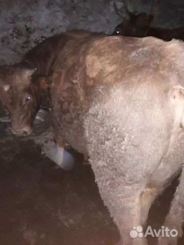 С/х животные