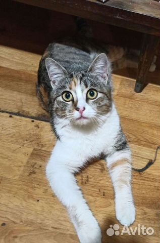 Кошечка Анфиса