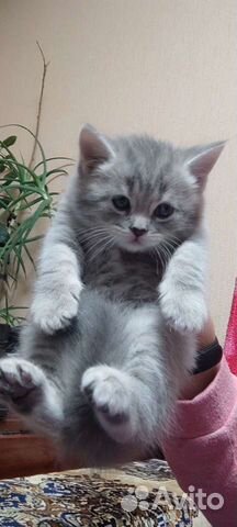 Британский котенок