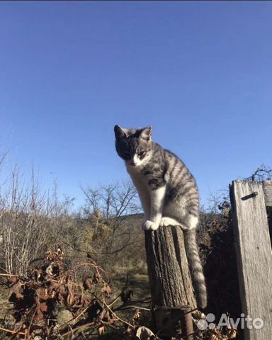Отдам в добрые руки котенка