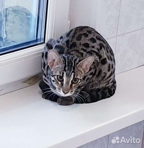 Мальчик ф1 алк уголь