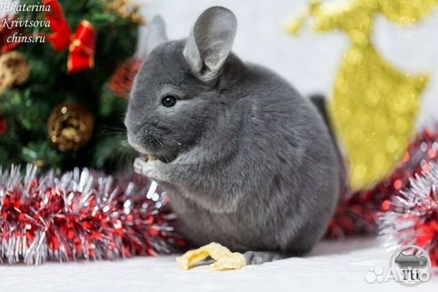 Очаровательная Шиншилла