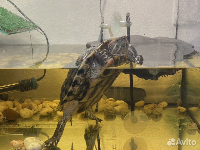 Красноухая водня черепаха