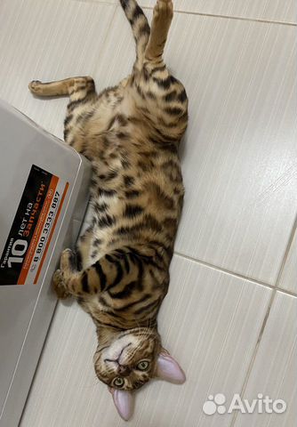 Бенгальская