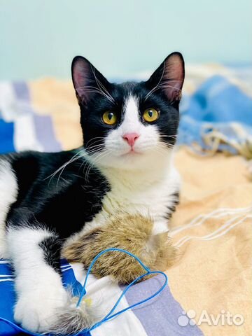 Шумахер в дар