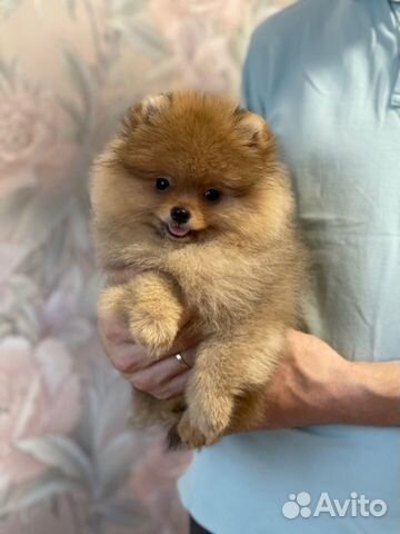 Померанский шпиц мальчик Бруно