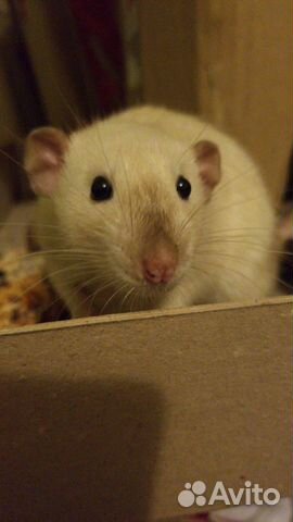 Вязка с мальчиком-крысюком Гордоном