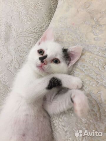 Котенок в добрые руки