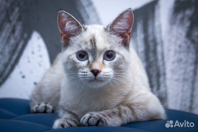 Снежная королева - кошечка Адель ищет дом