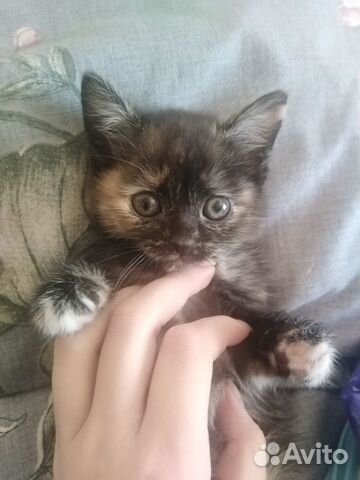 Отдам котёнка, девочку. Очень ласковая и игривая