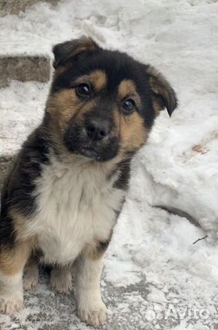 Собака в добрые руки щенок