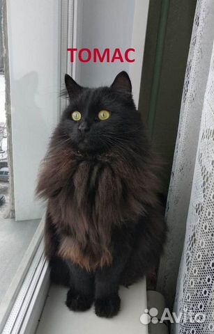 Кот в добрые руки бесплатно