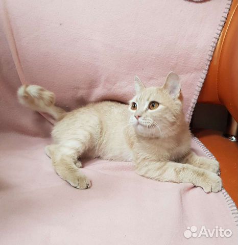 Кошка полубританка