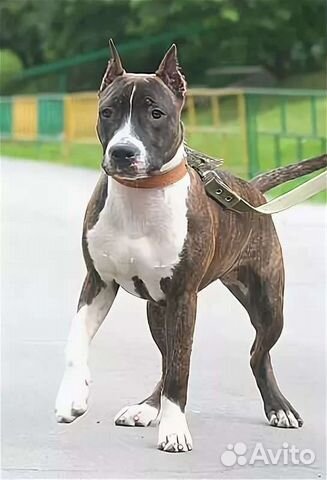 Стаффордширский терьер щенок