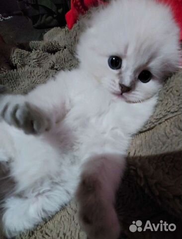Кошки