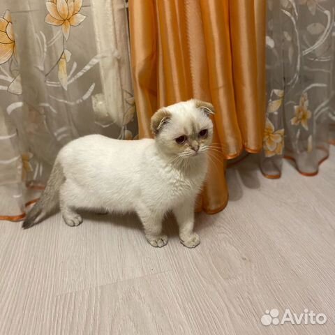 Шиншилла поинт