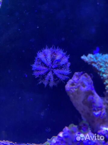 Еж в морской аквариум