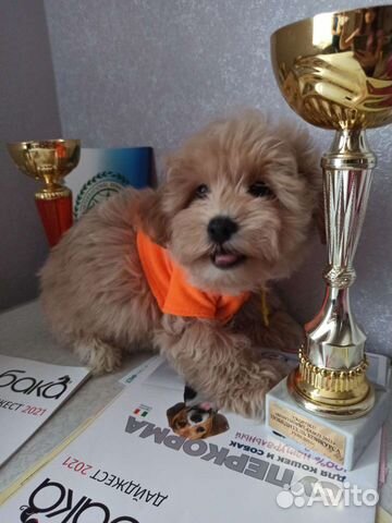 Мальтипу Ф1/Maltipoo F1 карамельный мальчик