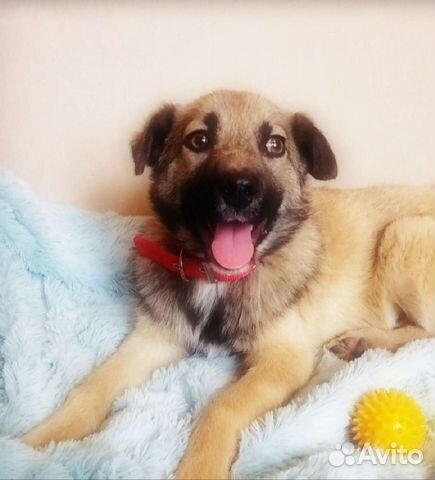 Щенок, мальчик, 4,5 месяца, ищет семью