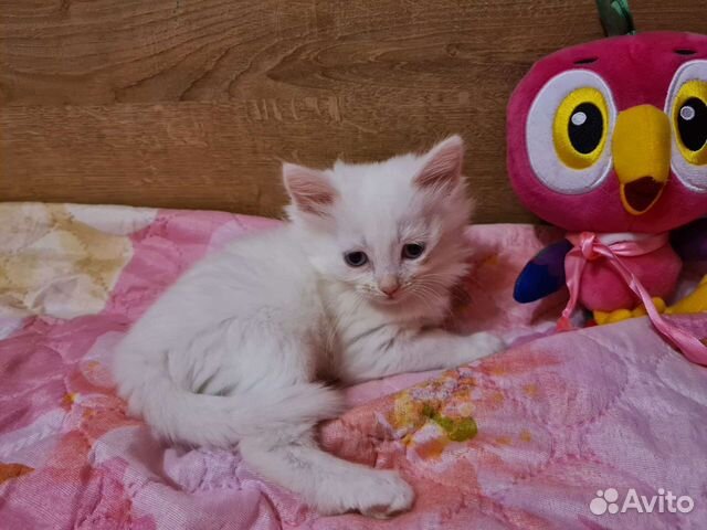 Сибирская кошка