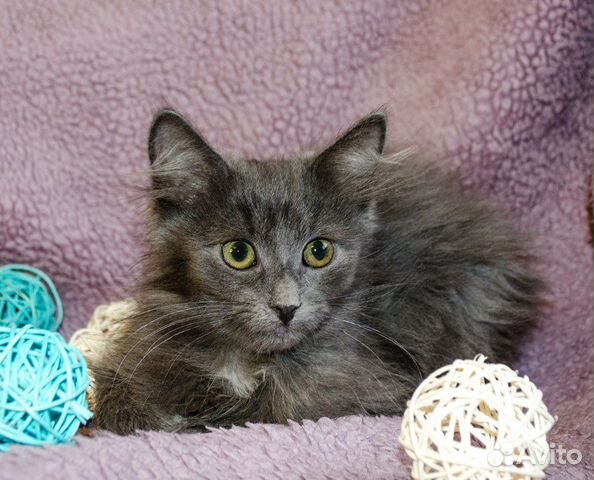 Чудо пушистик котенок Дымок 2,5 месяца в дар