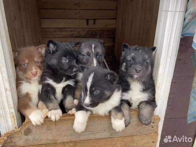 Собака маленькая, порода хаски