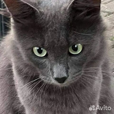 Русская голубая