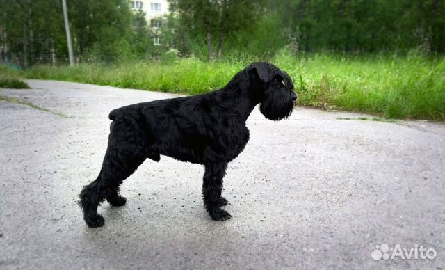 Черные щенки миттельшнауцера