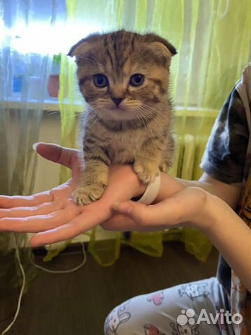 Шотландская вислоухая и прямоухая