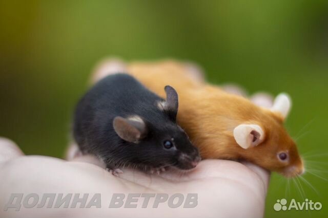 Девочки черные и красные сатиновые мышки