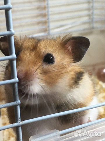 Сирийский хомяк