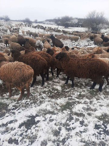 Бараны ягнята и козы