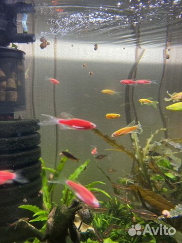 Данио глофиш