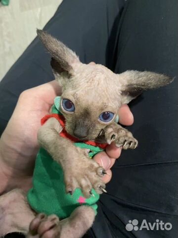 Канадский сфинкс котёнок