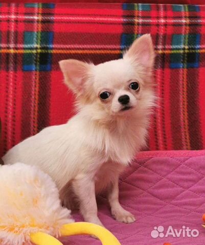 Чихуахуа бело-кремовые девочки