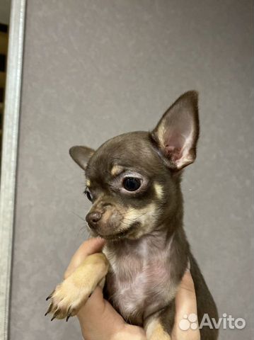Чихуахуа мини