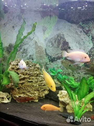 Аквариумные рыбки цихлиды