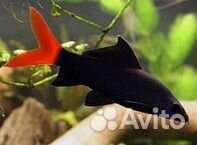 Лабео двухцветный (Labeo bicolor)