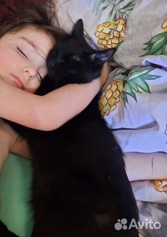 Ночка-кошечка обнимашка, кошка-целовашка ищет дом