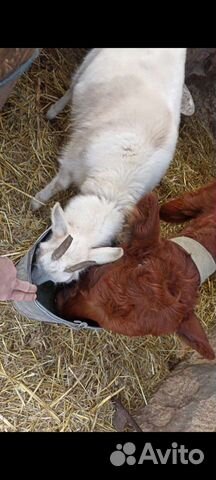 Телка 7 месяцев коза 9 месяцев