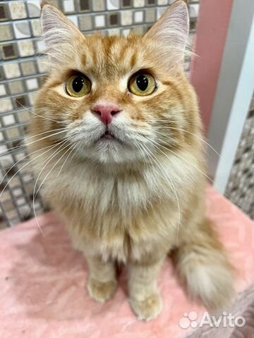 Котик Милош 1,5 года