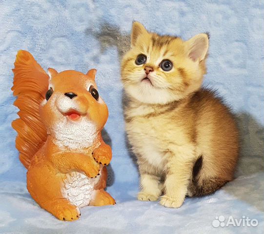 Девочки шиншиллки