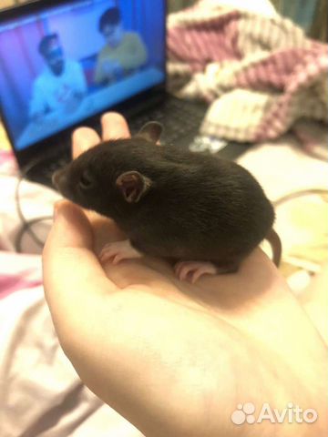 Декоративная крыса