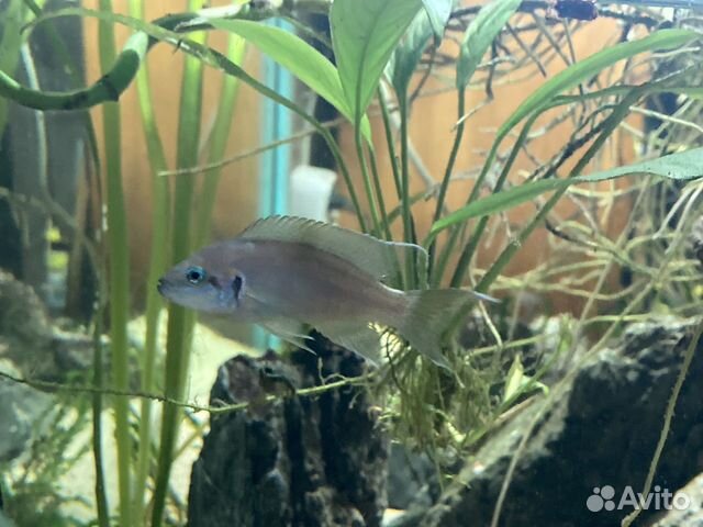 Принцесса бурунди Neolamprologus brichardi